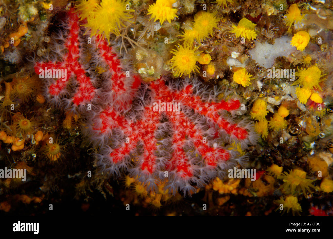 red corals sunset cup coral, Corallium rubrum Stock Photo - Alamy