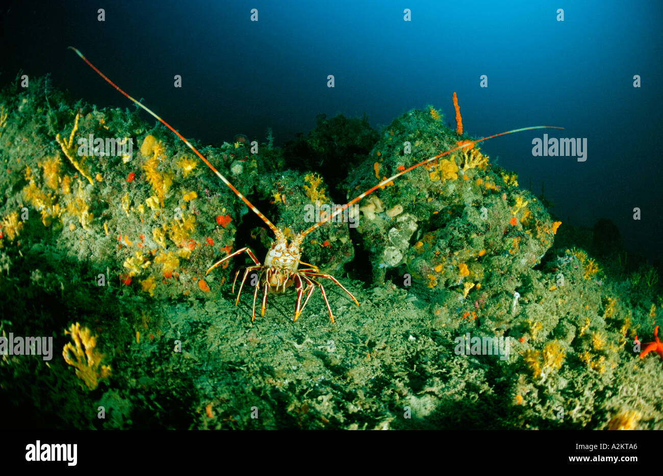 European spiny lobster, Palinurus elephas Stock Photo - Alamy