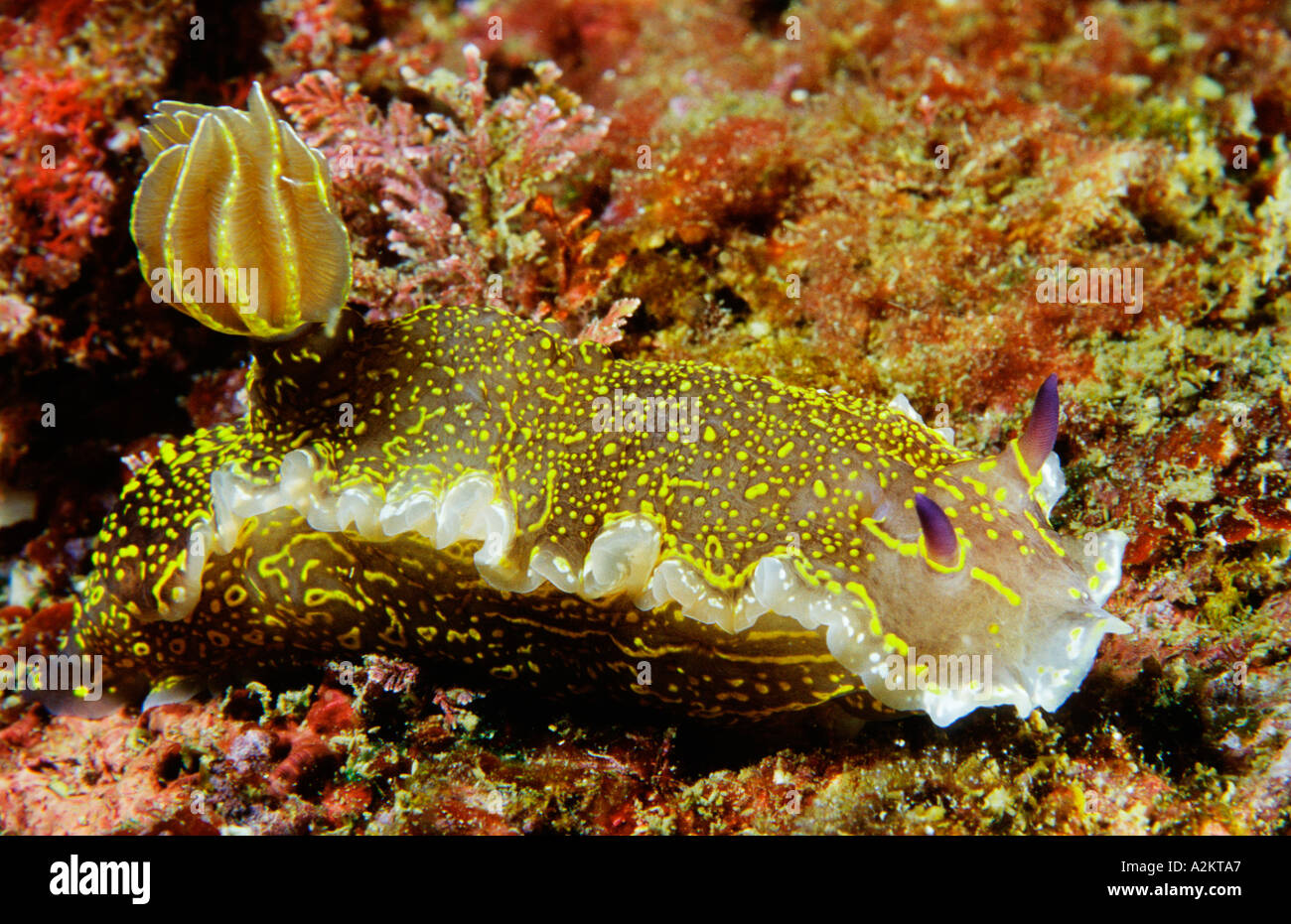 Hypselodoris elegans hi-res stock photography and images - Alamy