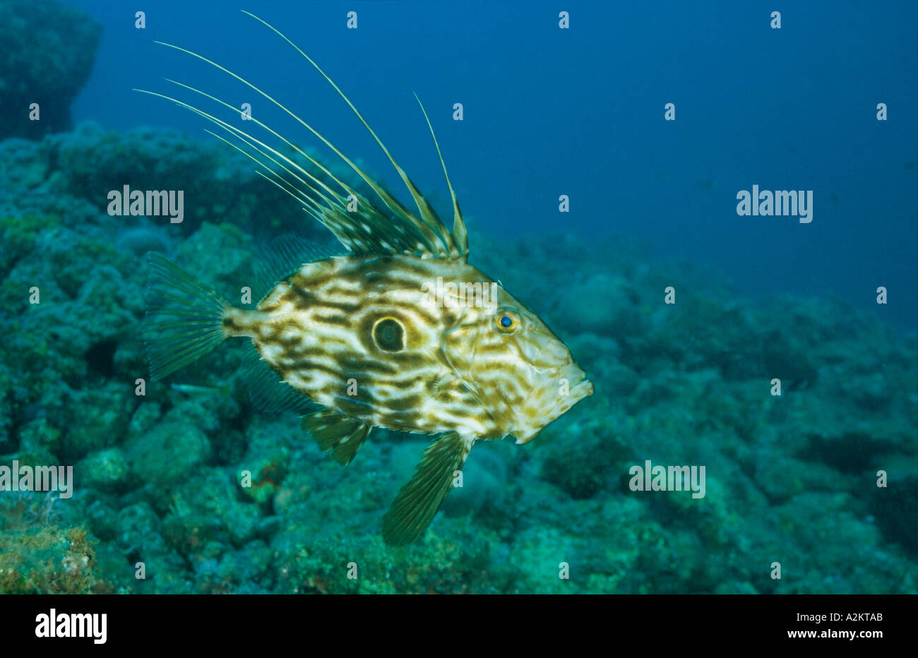 John dory peters fish hi-res stock photography and images - Alamy