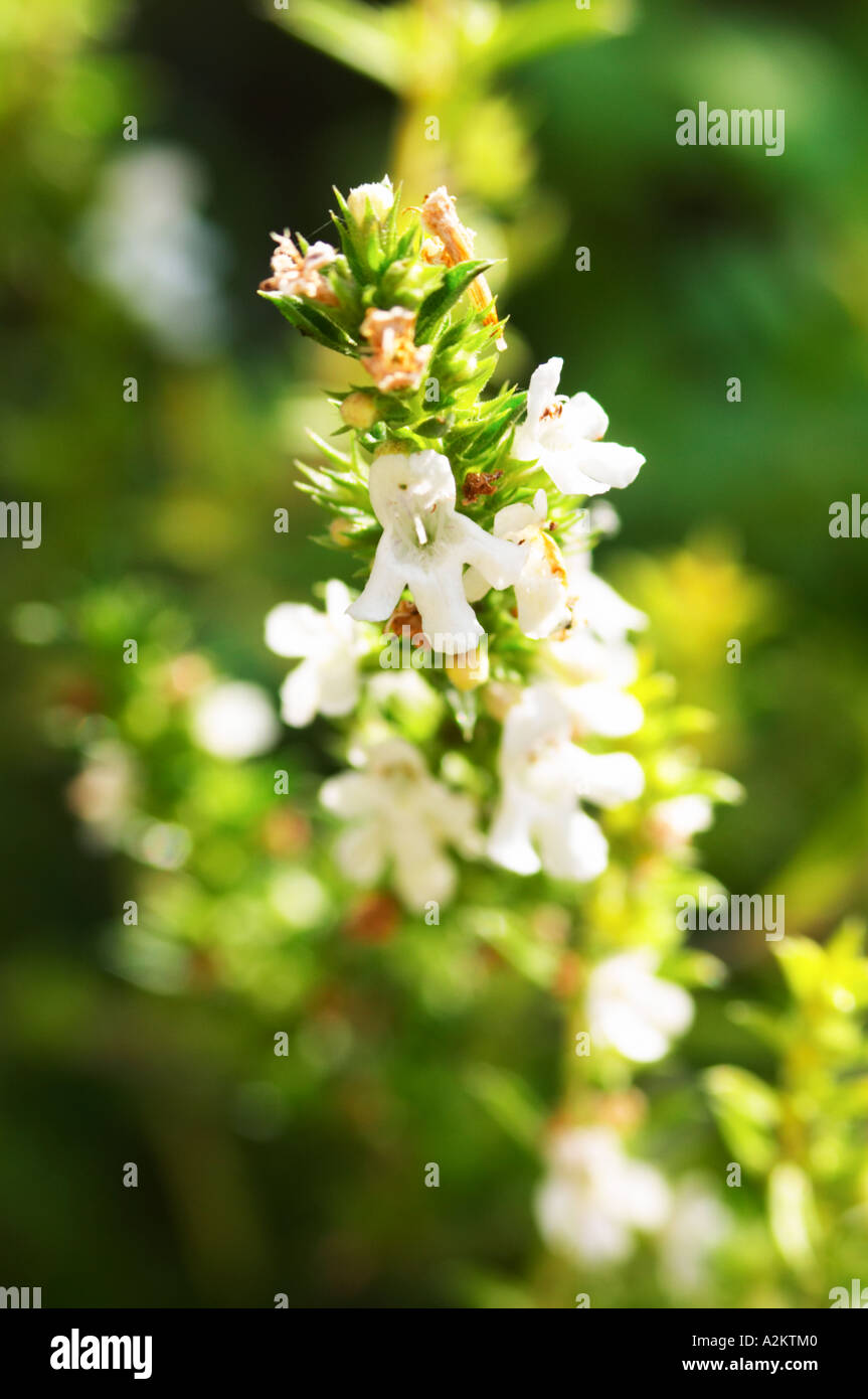 Thyme bushes hi-res stock photography and images - Alamy