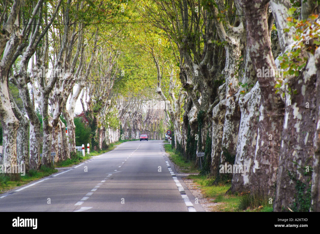 A tree lined country road allee with plane trees platanes Saint Remy ...