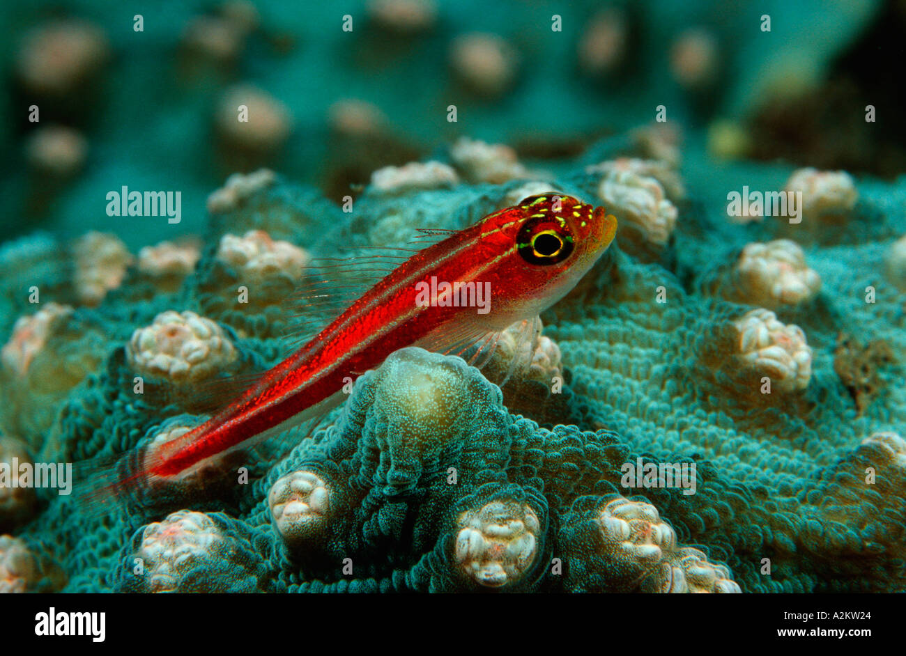 Triplefin blenny hi-res stock photography and images - Alamy
