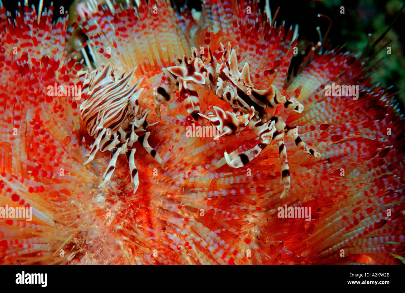 On fire urchin asthenosoma varium hi-res stock photography and images ...