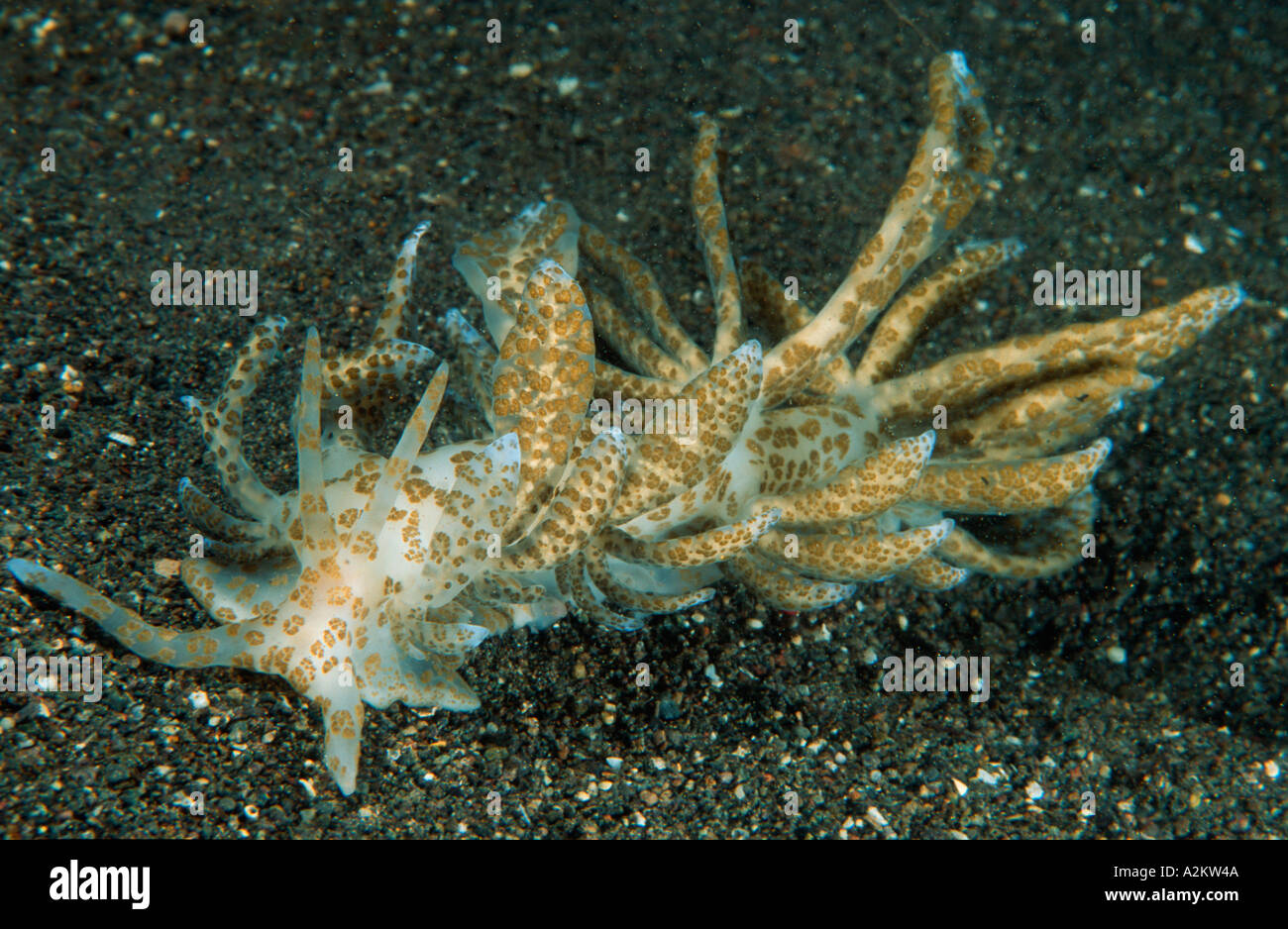 Solar Powered Sea Slug High Resolution Stock Photography and Images - Alamy
