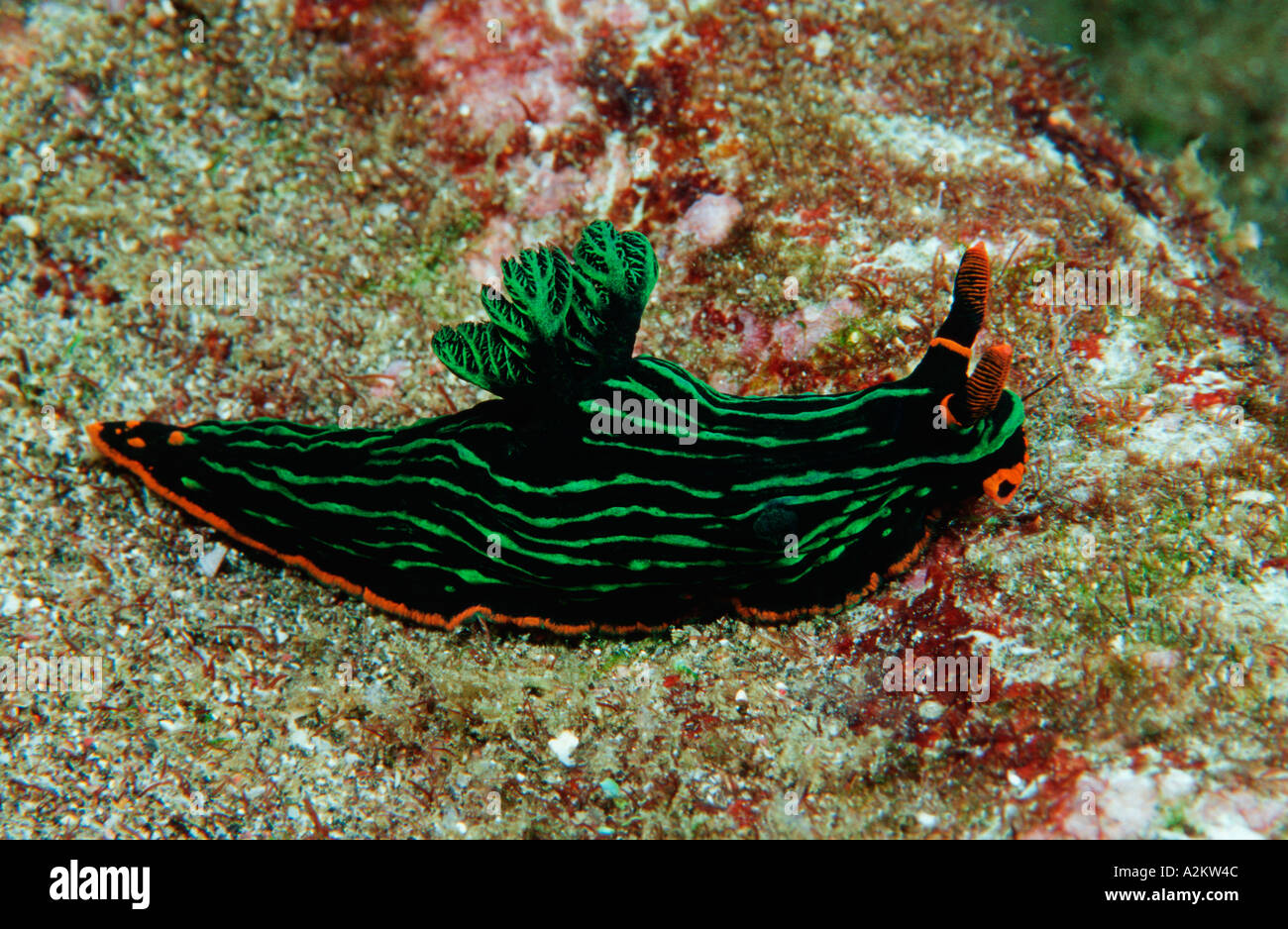Variable neon slug, Nembrotha kubaryana Stock Photo - Alamy