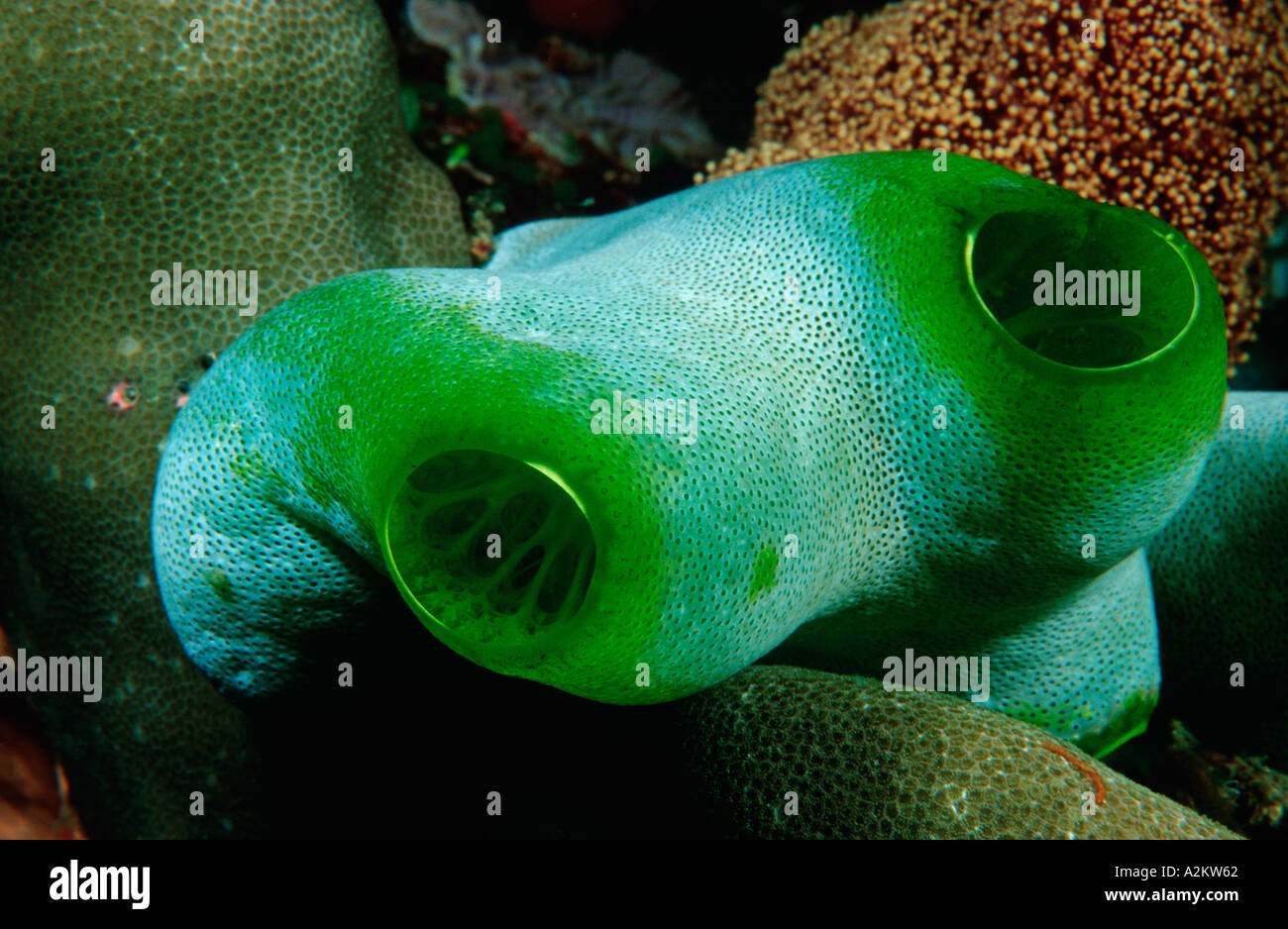 urn ascidia, Didemnum molle Stock Photo - Alamy