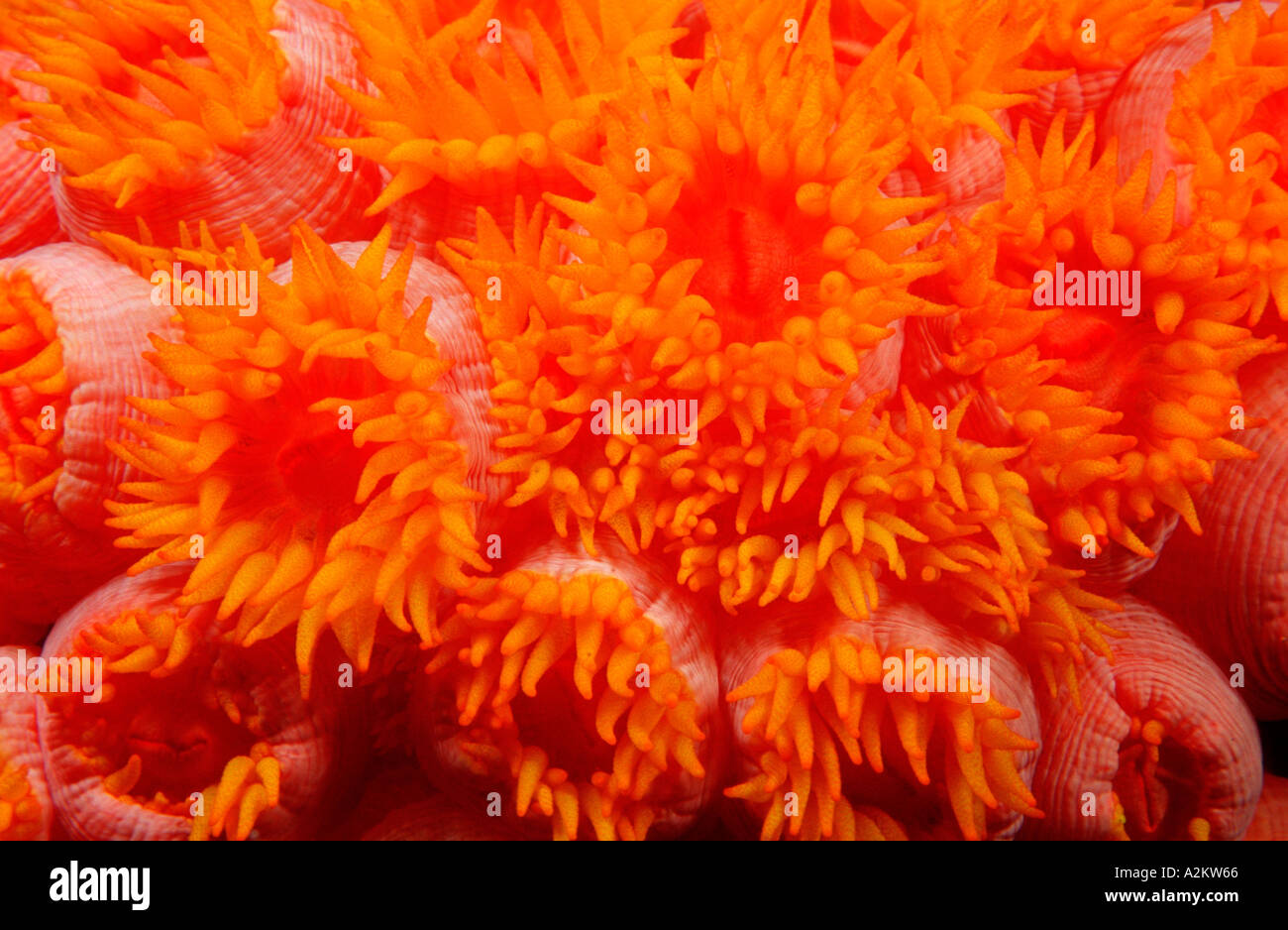 orange corals, Dendrophyllia sp Stock Photo - Alamy