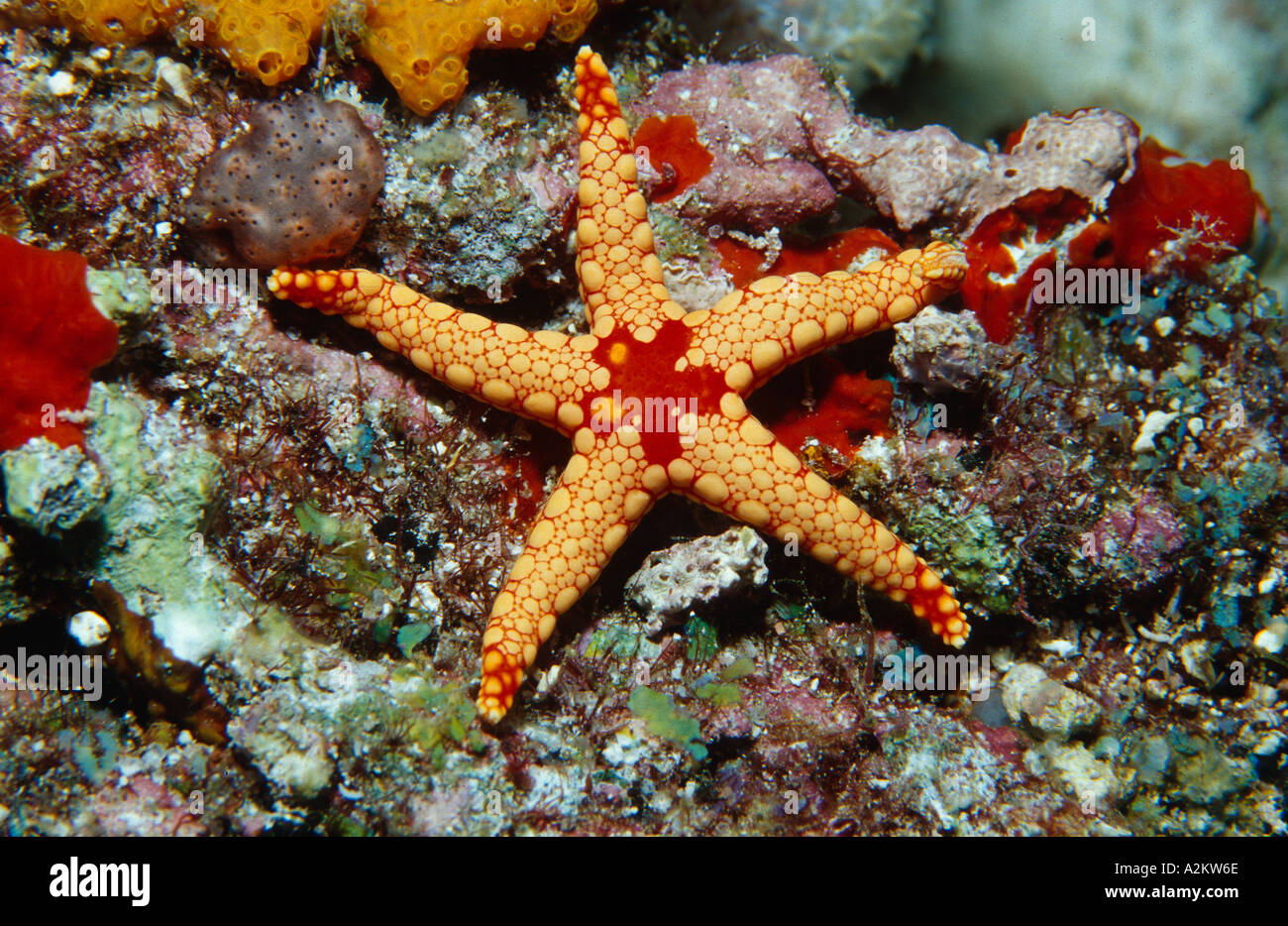 Red fromia starfish hi-res stock photography and images - Alamy
