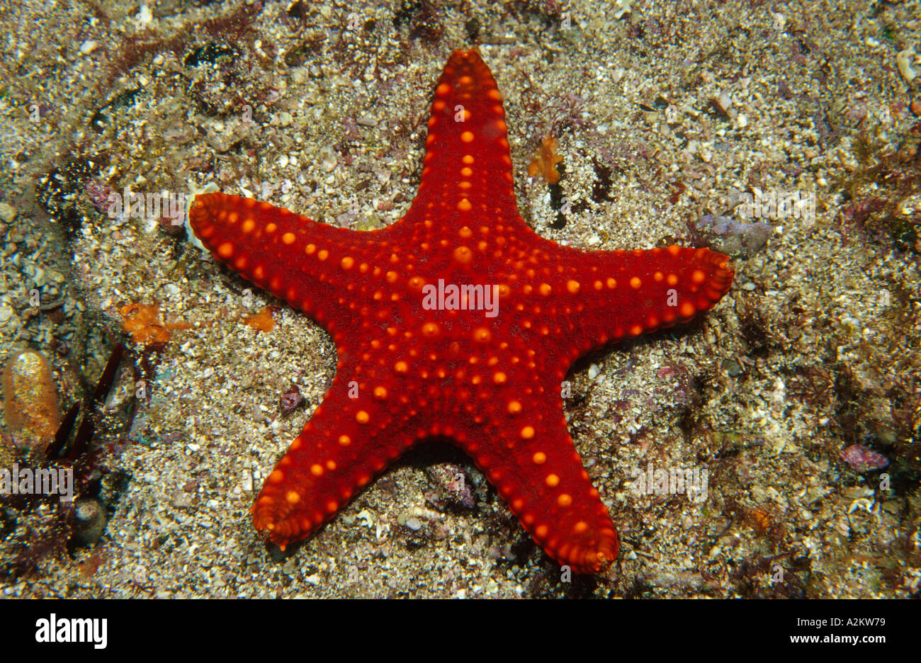 Starfisg hi-res stock photography and images - Alamy