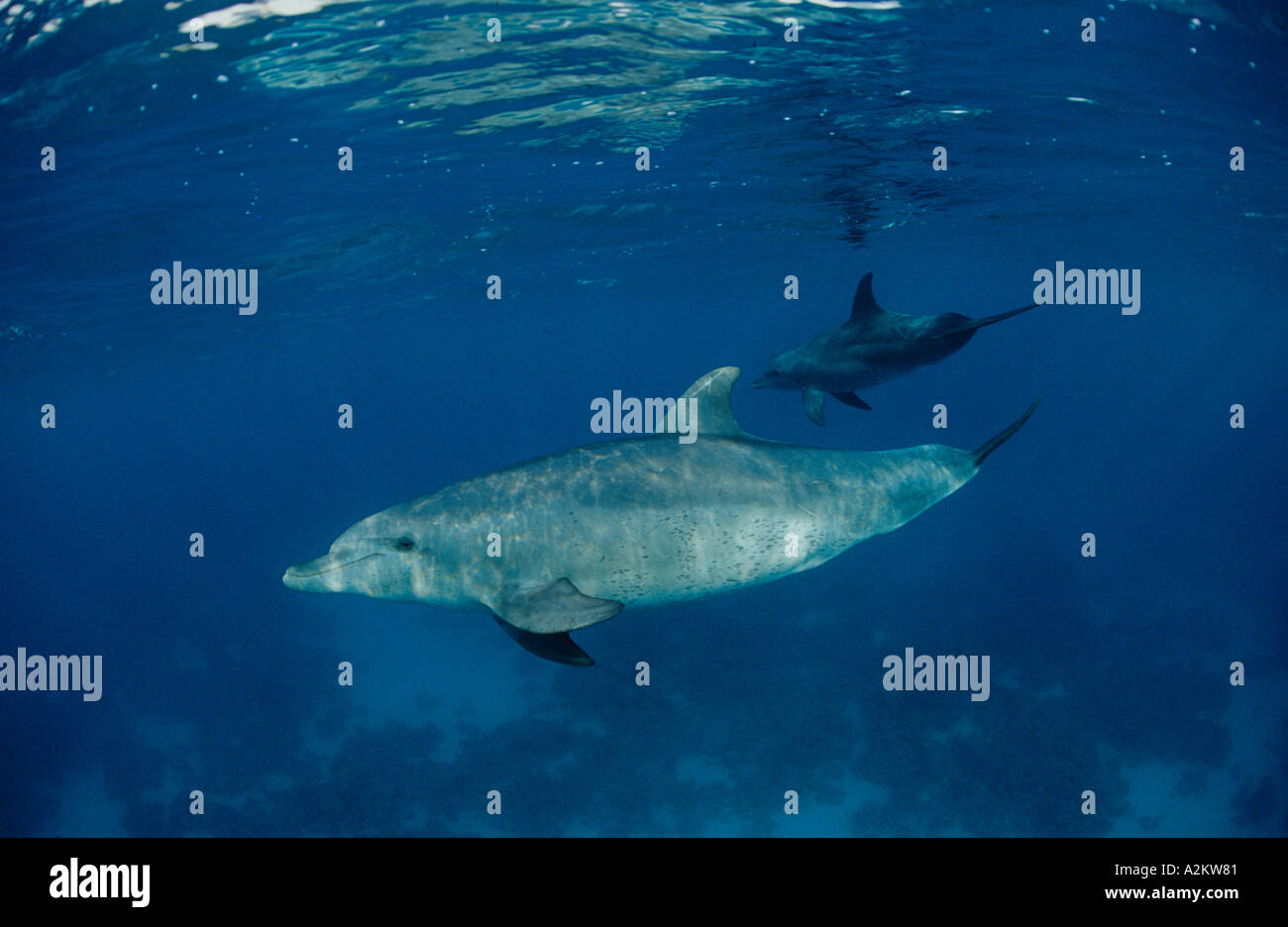 Indo pacific bottlenose dolphin coral hi-res stock photography and ...