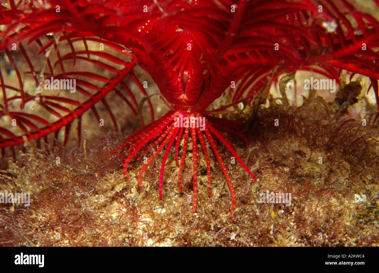 Antedon mediterranea hi-res stock photography and images - Alamy