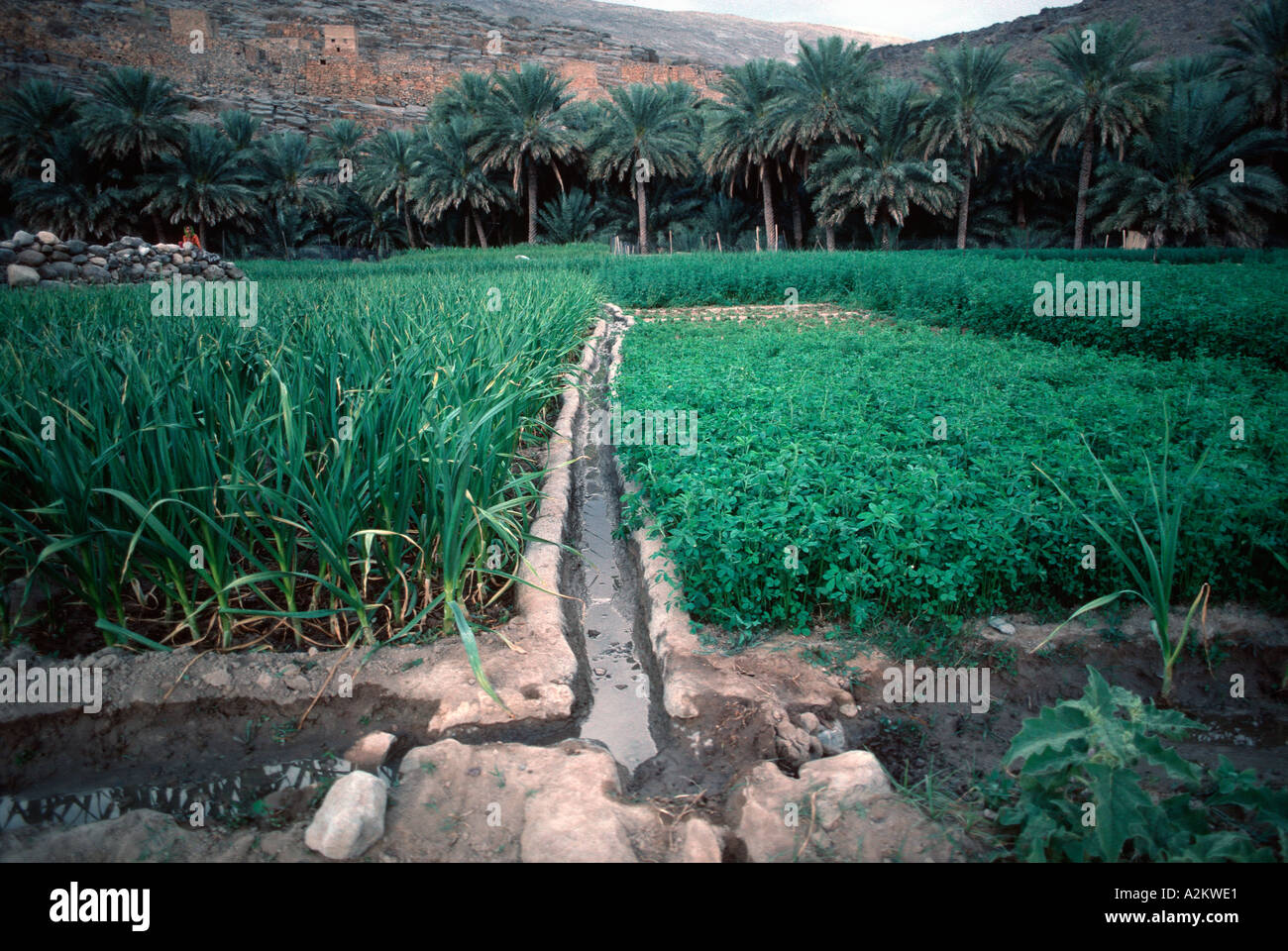 Agricultural development irrigated by falaj system in mountainous ...