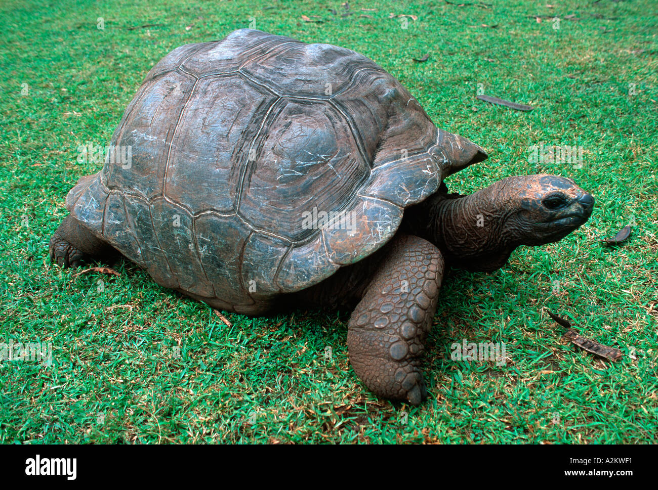 Giant tortoise Testudo gigantea native of Aldabra Mombasa Kenya Stock ...