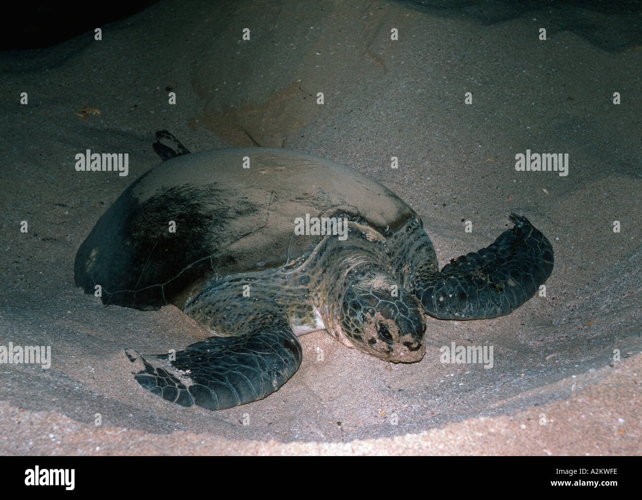 Green turtle digging nest hi-res stock photography and images - Alamy