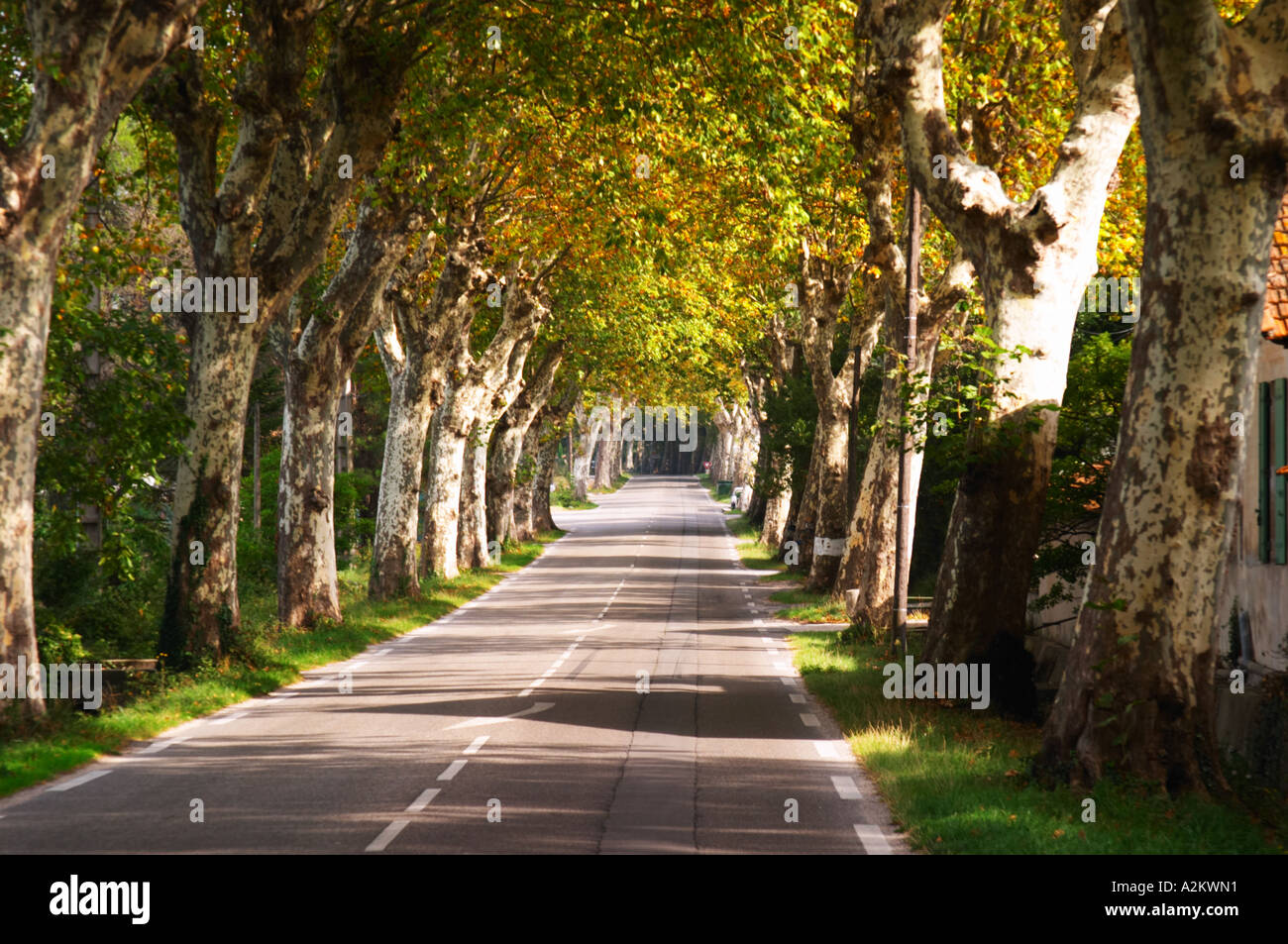 Allee of plane trees hi-res stock photography and images - Alamy