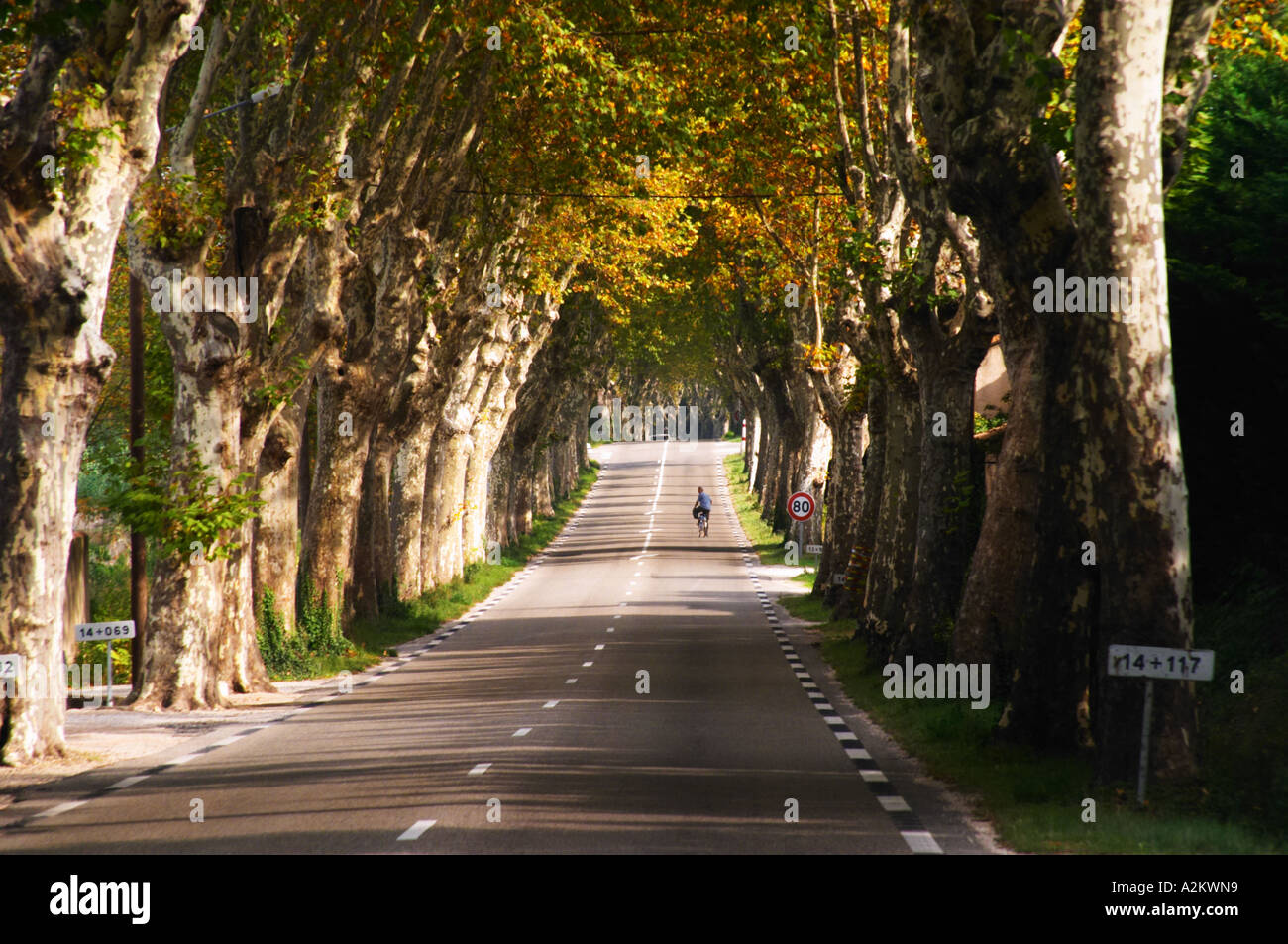A tree lined country road allee with plane trees platanes. A man on ...
