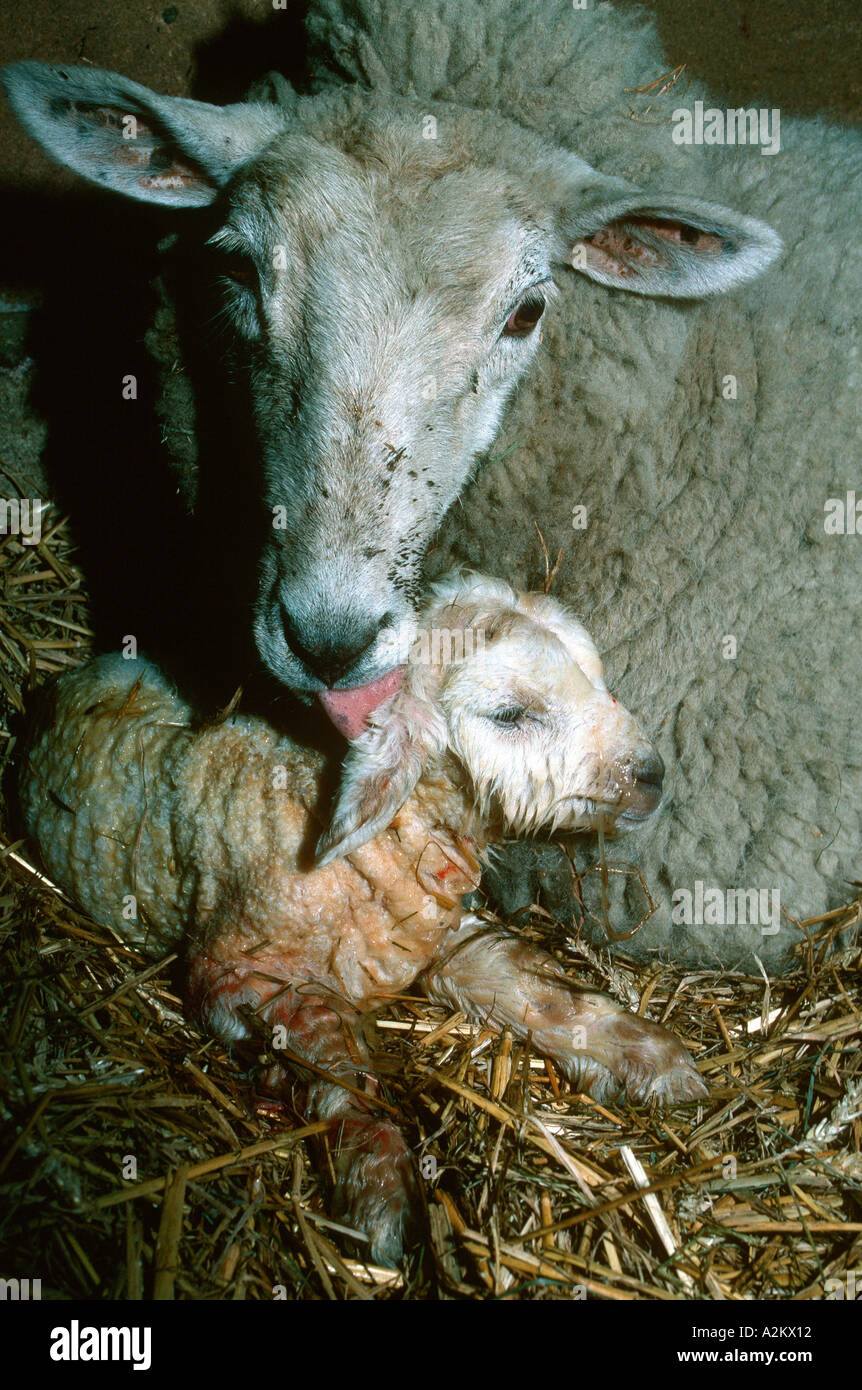 Ewe cleaning new born lamb Cotswolds UK Stock Photo - Alamy