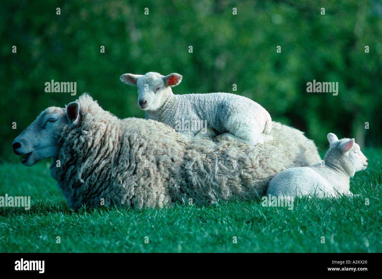 Piggy back sheep hi-res stock photography and images - Alamy
