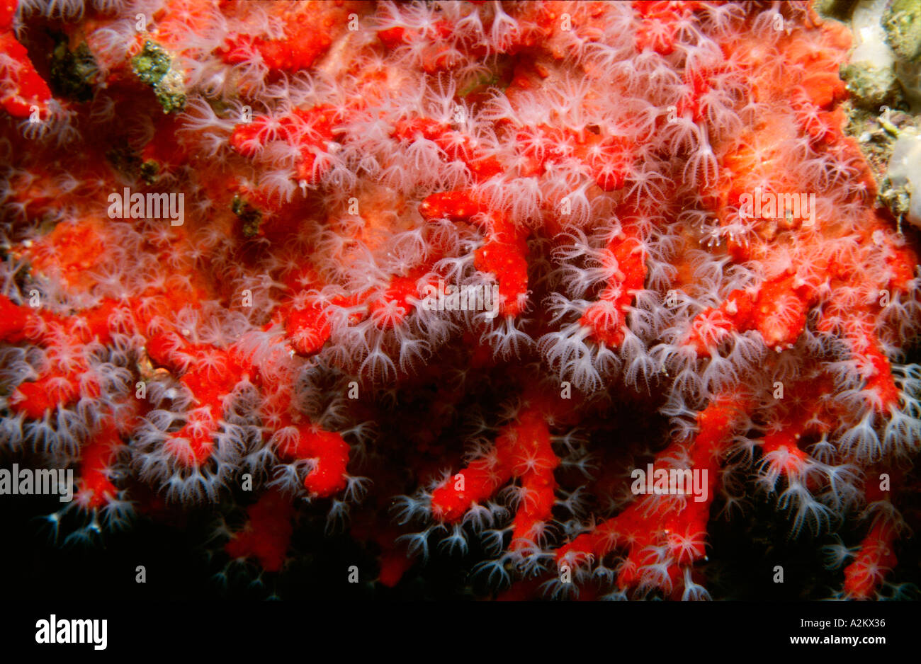 red corals, Corallium rubrum Stock Photo - Alamy