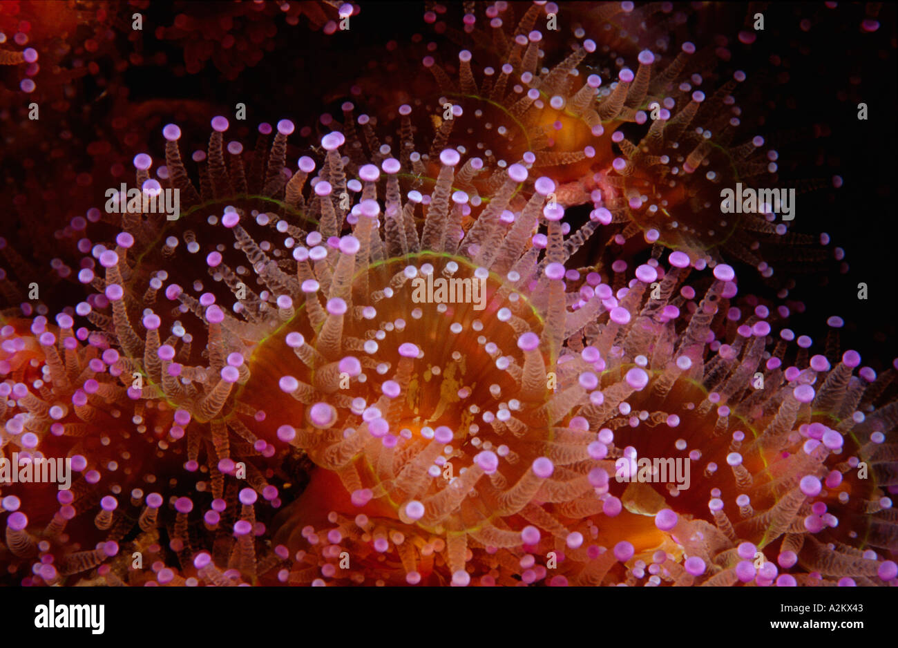 Jewel anemone hi-res stock photography and images - Alamy