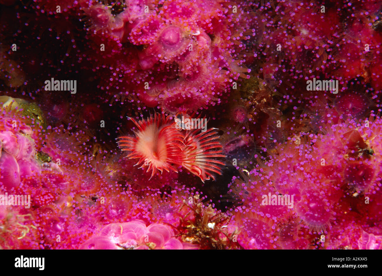 Variable tube worm with Jewel anemone, Serpula vermicularis Corynactis ...