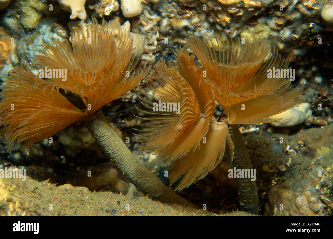 Twin fan worm hi-res stock photography and images - Alamy