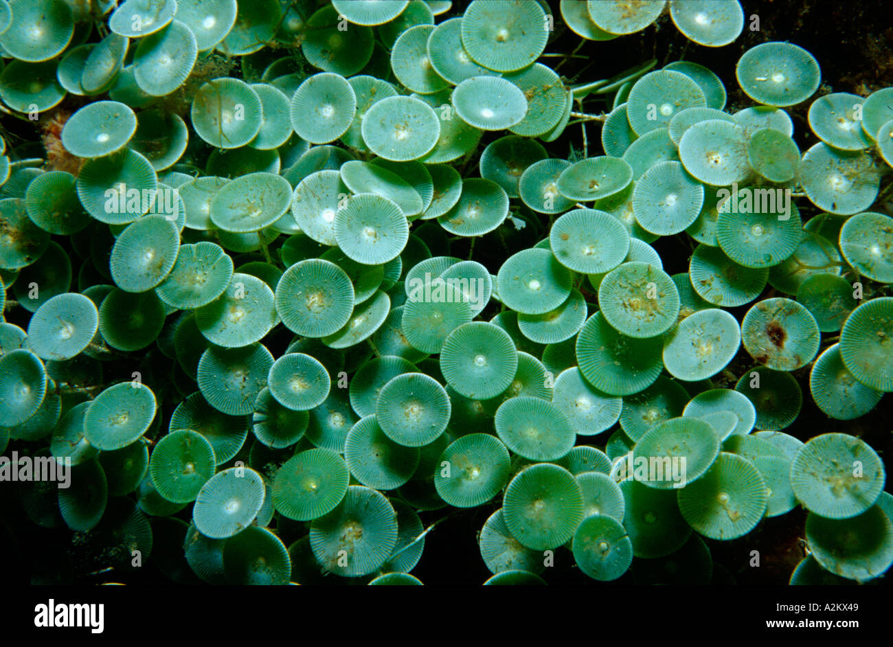 Single celled algae hi-res stock photography and images - Alamy