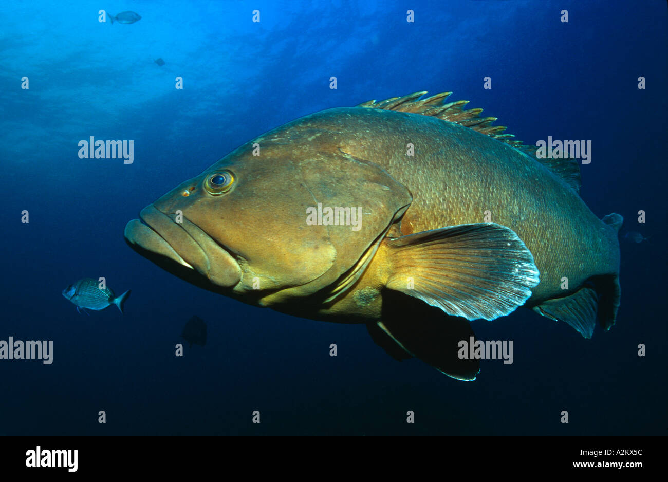 Dusky grouper, Epinephelus marginatus Stock Photo - Alamy