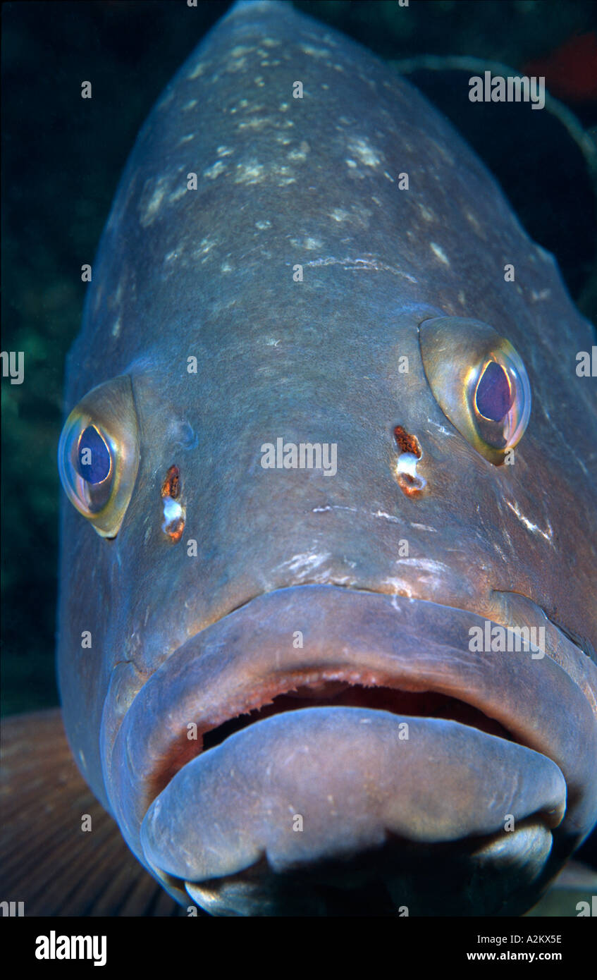 Grouper serranidae hi-res stock photography and images - Alamy