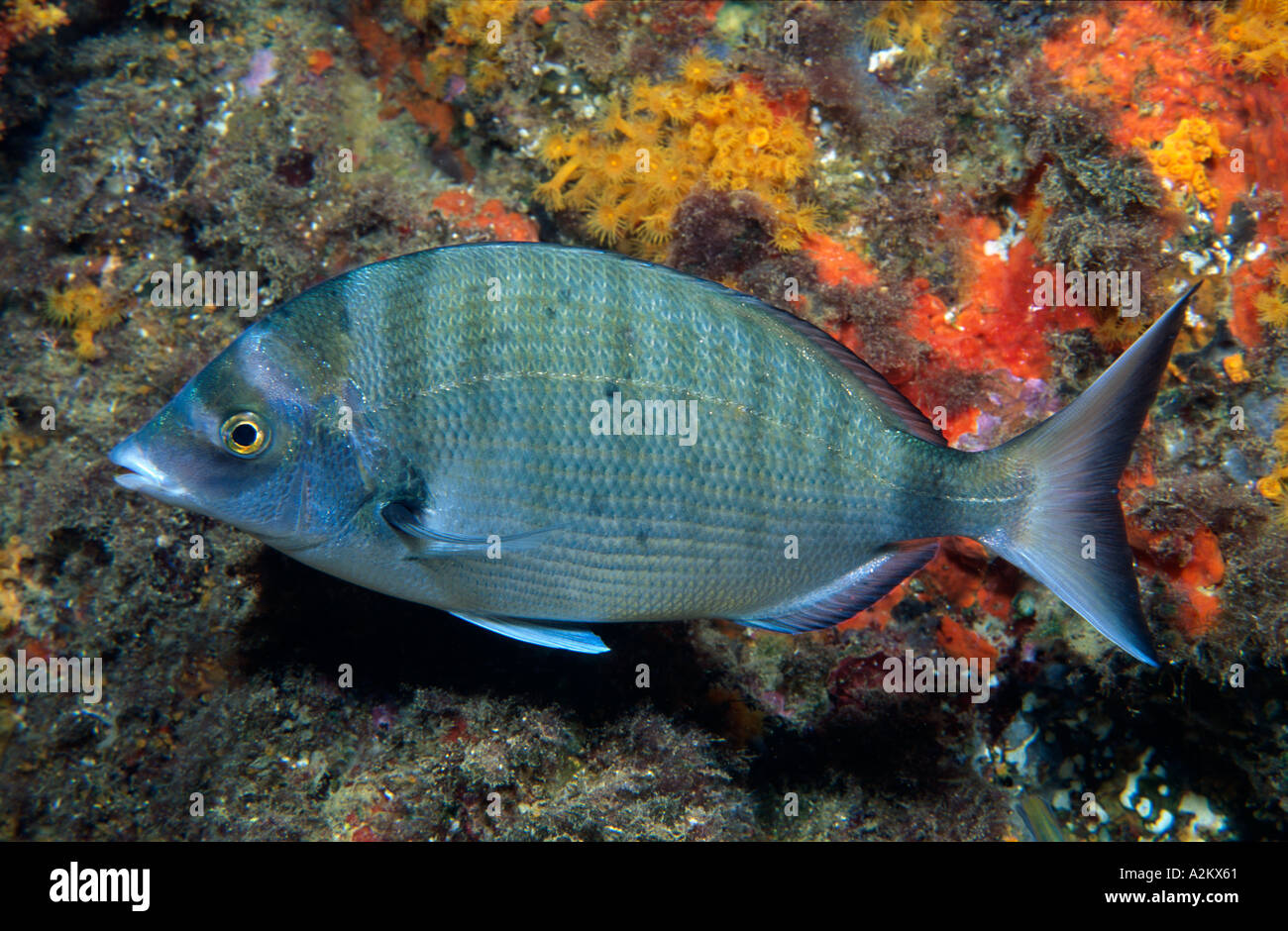 Sharpsnout sea bream hi-res stock photography and images - Alamy