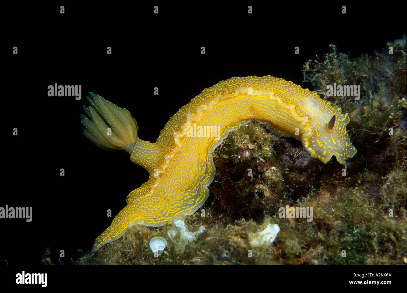 Hypselodoris elegans hi-res stock photography and images - Alamy
