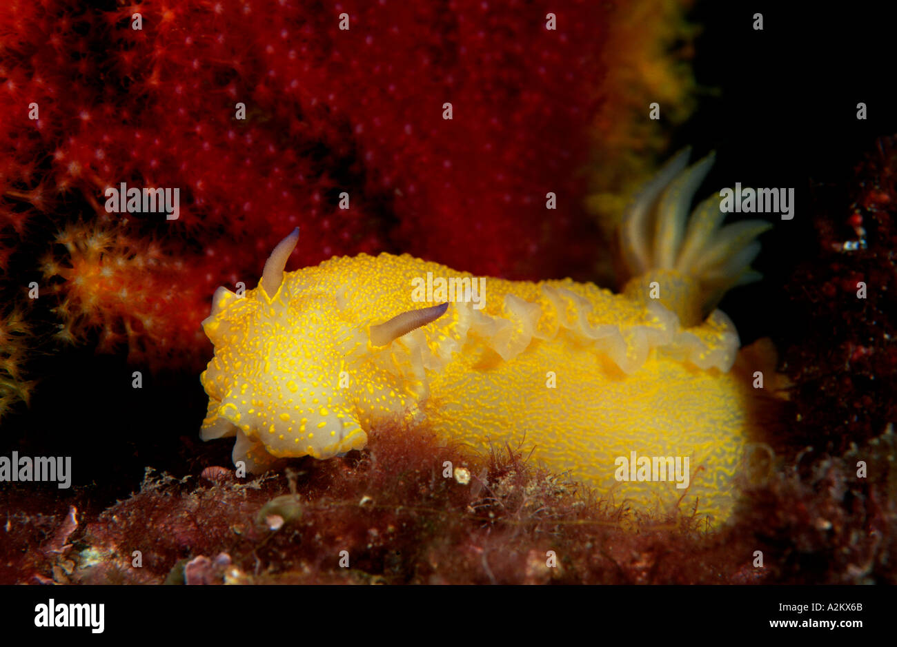 Hypselodoris elegans hi-res stock photography and images - Alamy