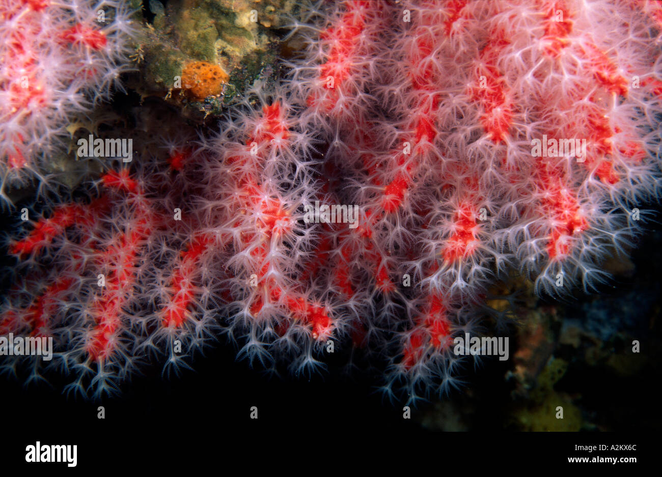 Precious coral or red coral, Corallium rubrum Stock Photo - Alamy