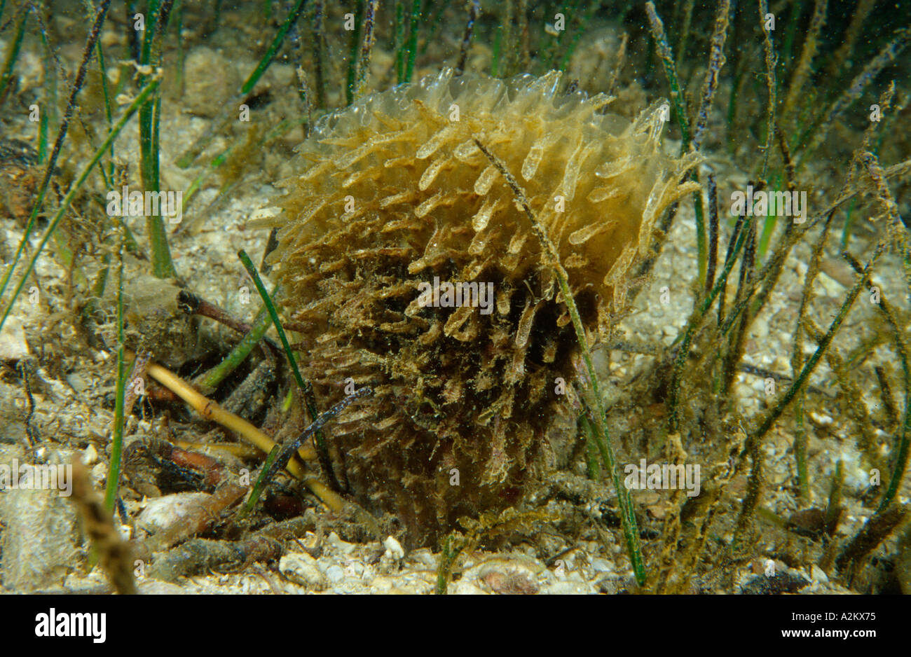 juvenile noble pen shell in seagrass, Pinna nobilis, Adriatic sea ...