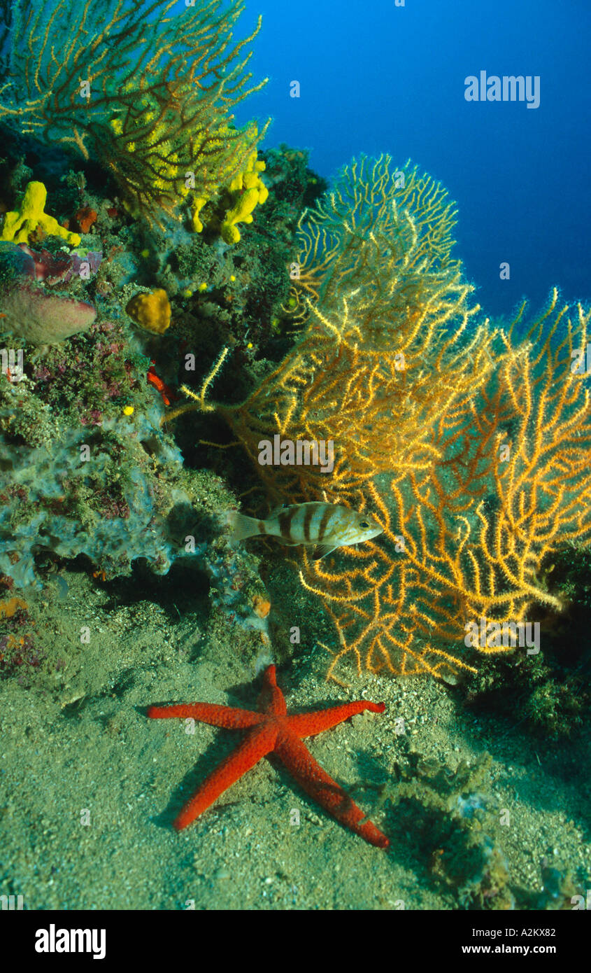 common starfish on colorful reef, Echinaster sepositus Stock Photo - Alamy
