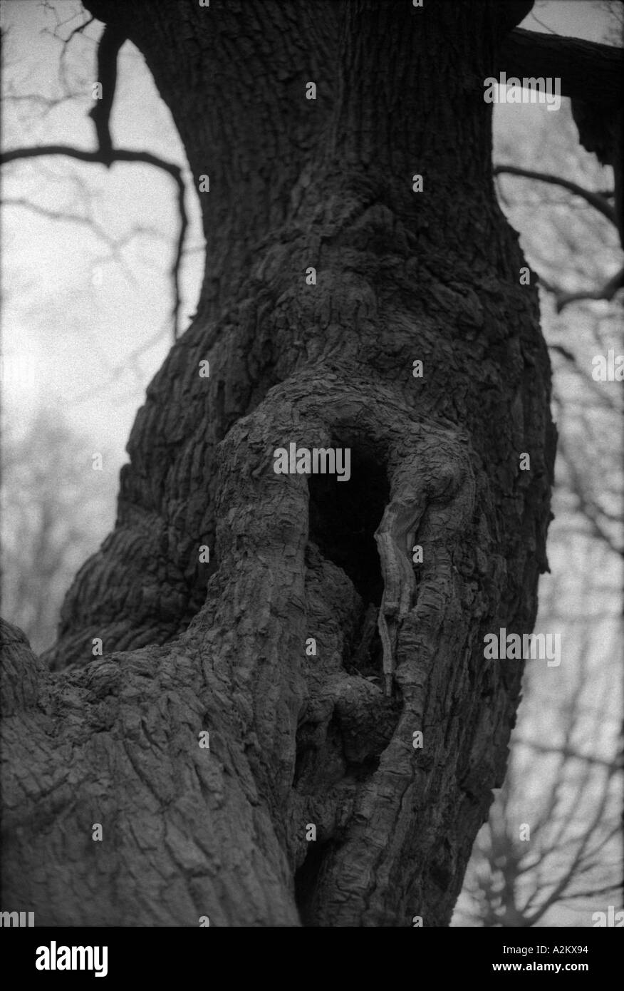 Detail of cavity in trunk of ancient oak tree richmond park england uk ...