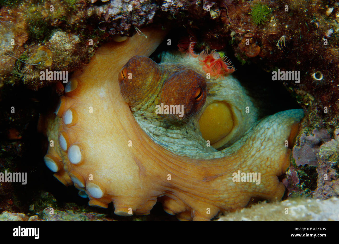 Common octopus, Octopus vulgaris Stock Photo - Alamy
