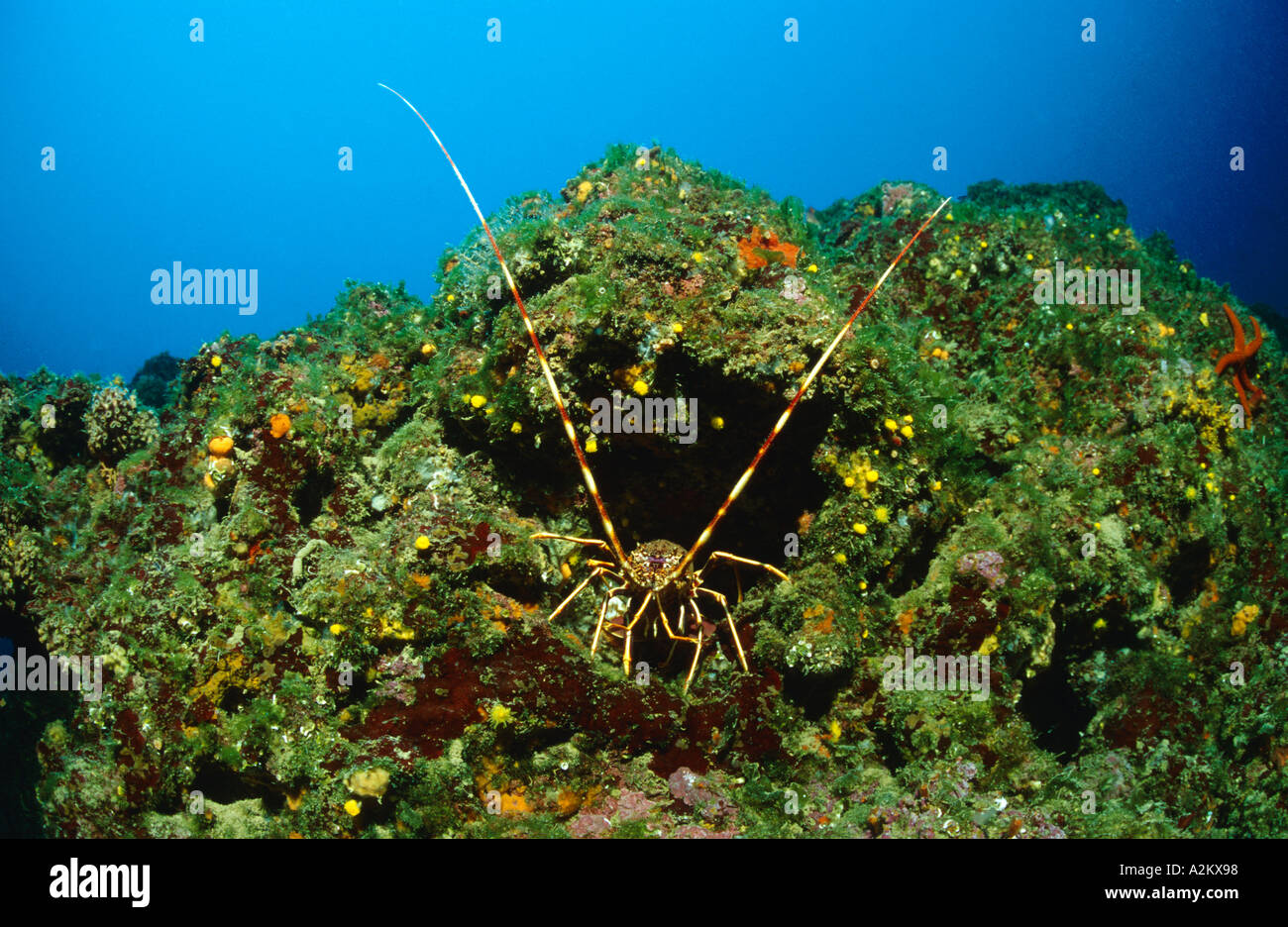 Palinurus vulgaris hi-res stock photography and images - Alamy
