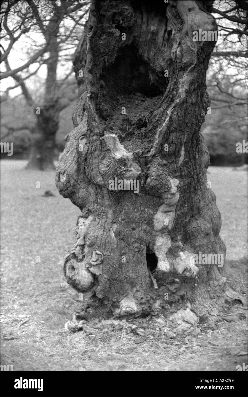 Detail of twisted bark on ancient oak tree richmond park england uk ...
