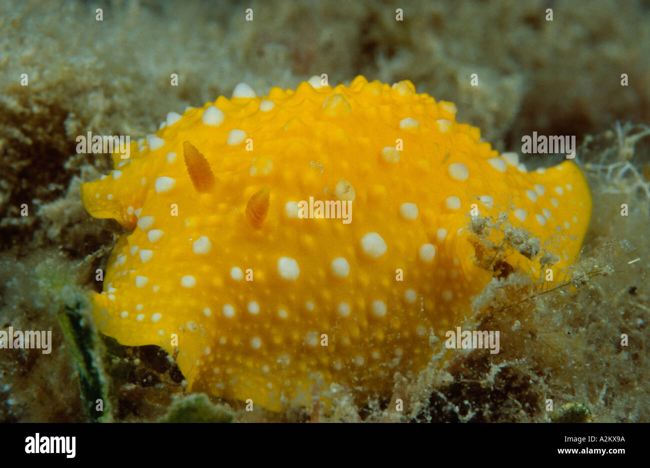 yellow nudibranch, Phyllidia flava Phyllidia pulitzeri Stock Photo - Alamy