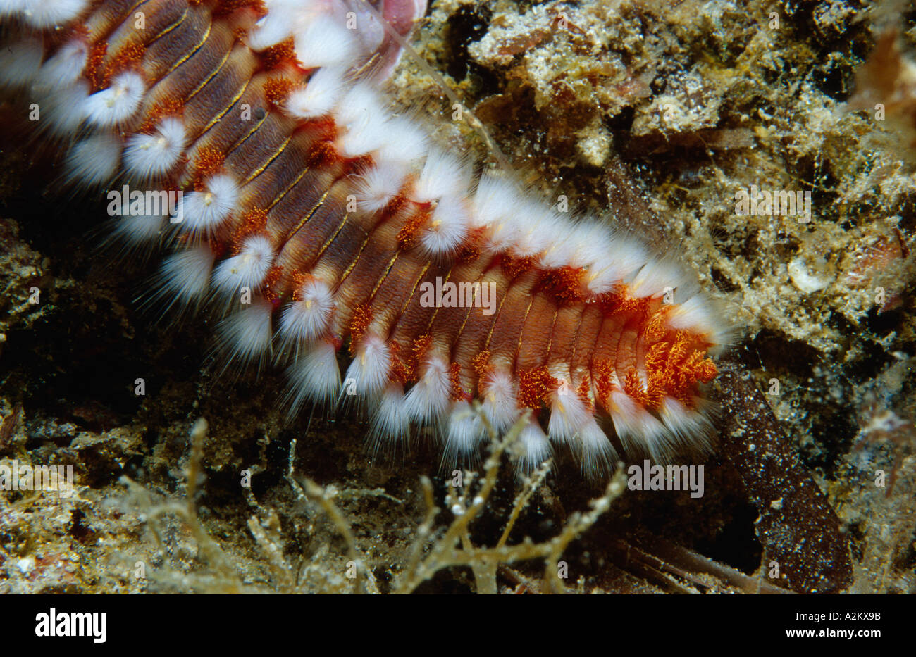 Bearded fireworm, Hermodice carunculata Stock Photo - Alamy