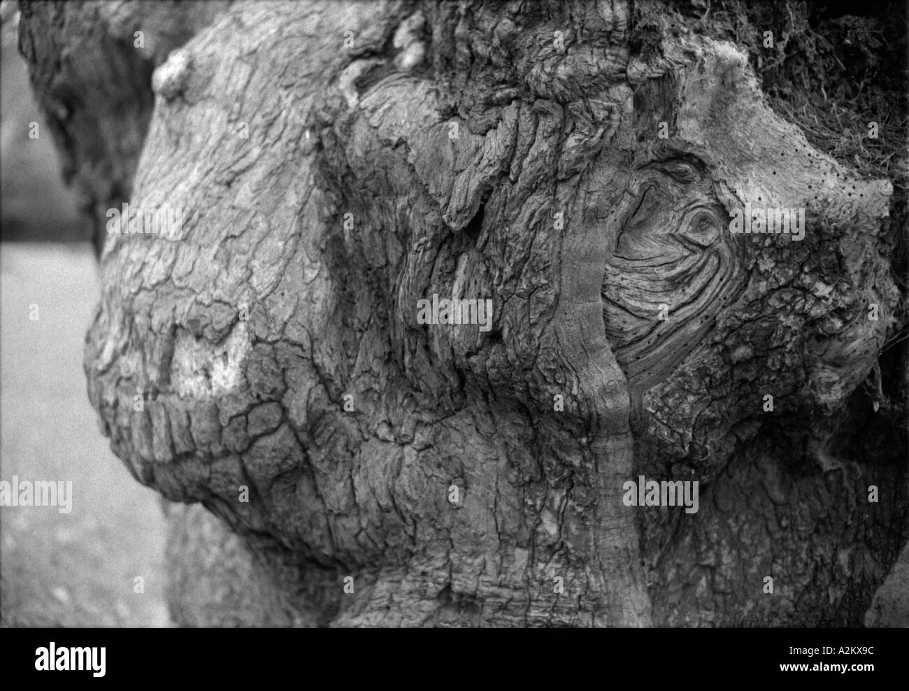 Detail of twisted bark on ancient oak tree richmond park england uk ...