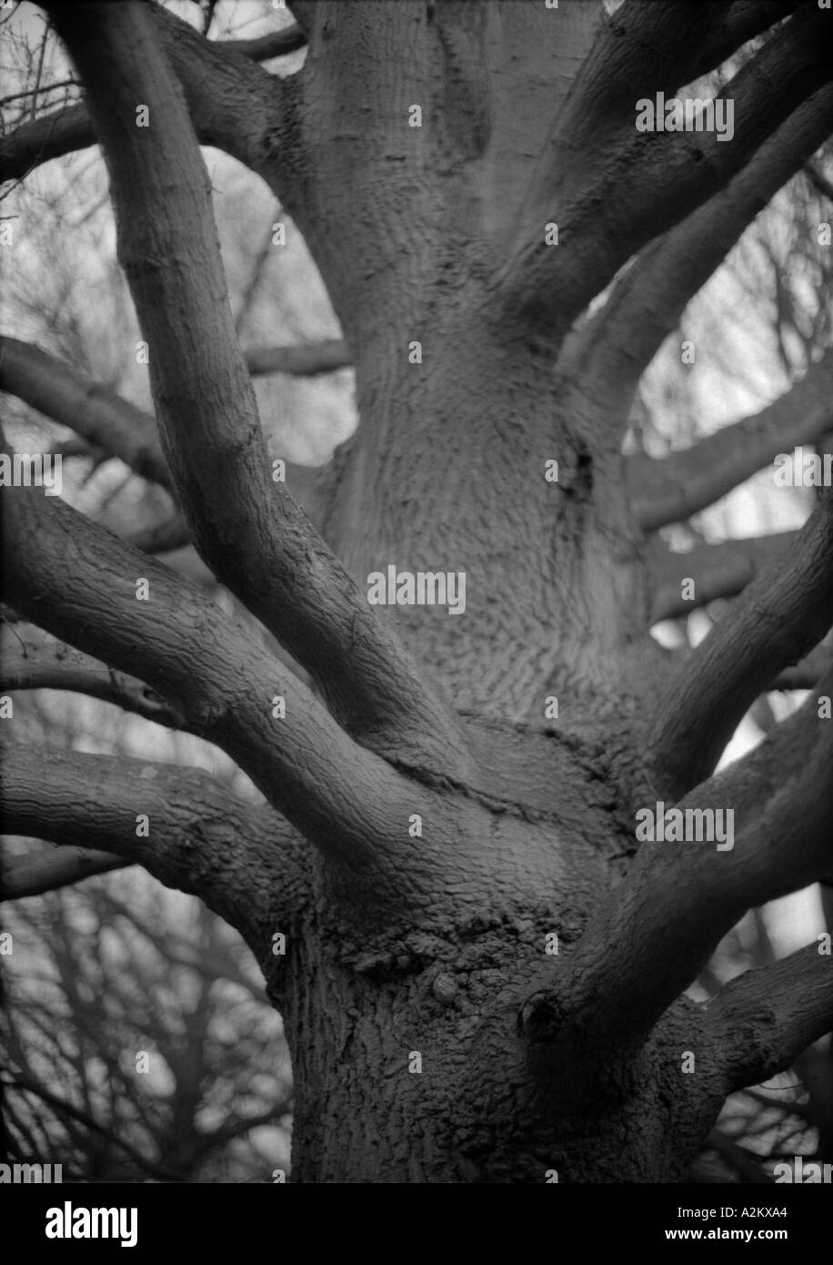 Detail of many branched tree in Richmond park england uk britain europe ...