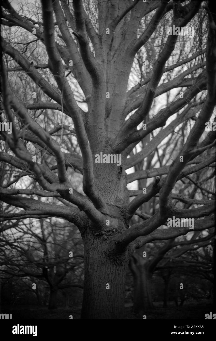 Detail of many branched tree in Richmond park england uk britain europe ...