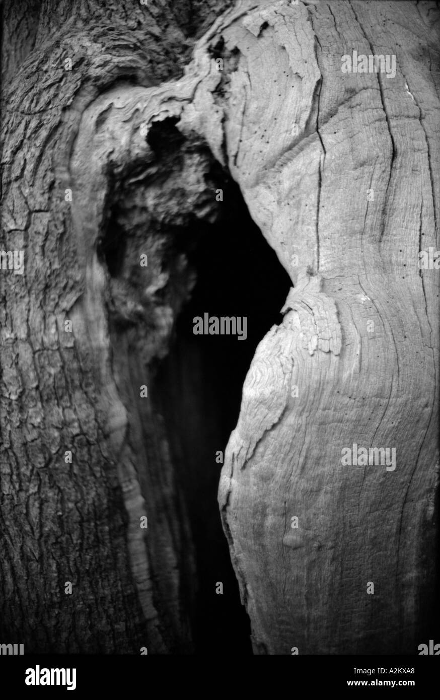 Detail of cavity inside ancient oak tree richmond park england uk ...