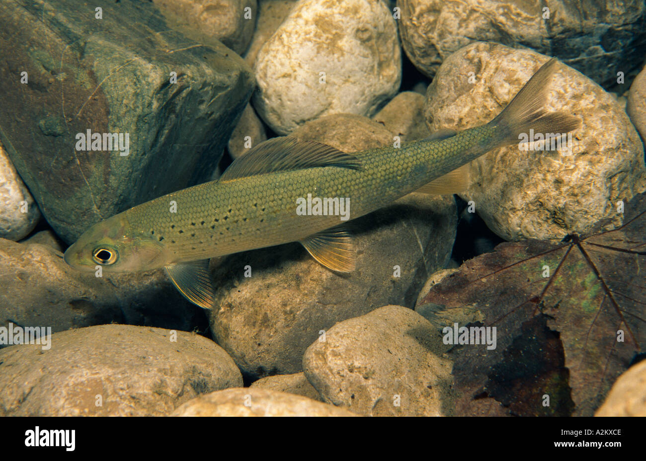 Common Grayling, Thymallus thymallus Stock Photo - Alamy