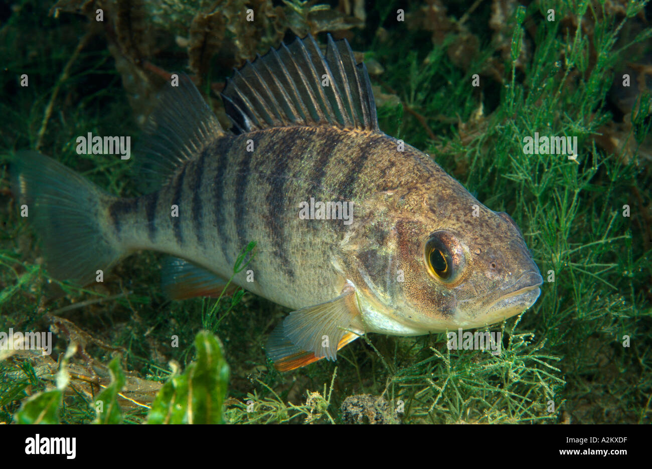 Redfin Perch Stock Photos & Redfin Perch Stock Images - Alamy
