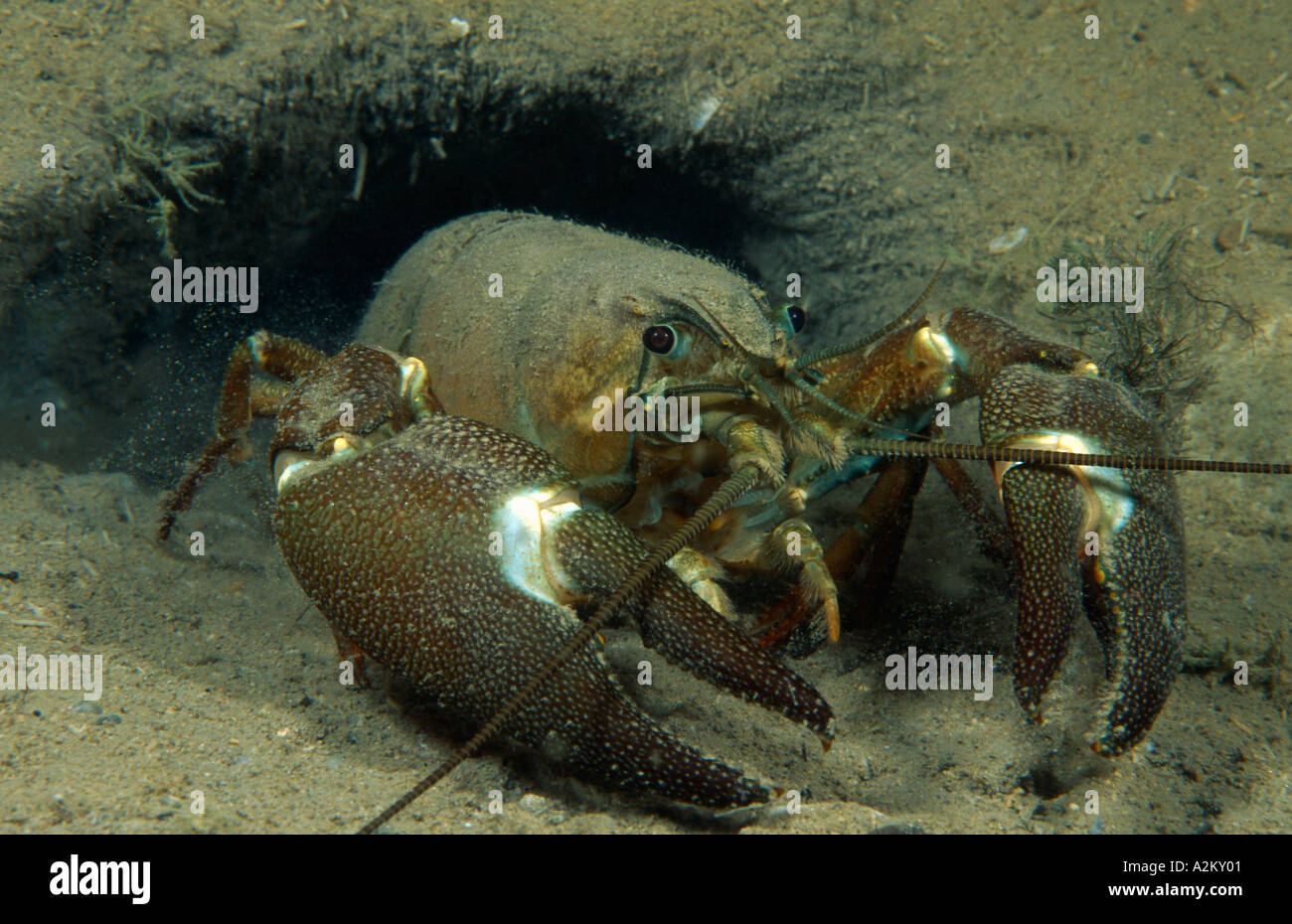 Signal crayfish, Pacifastacus leniusculus Stock Photo - Alamy