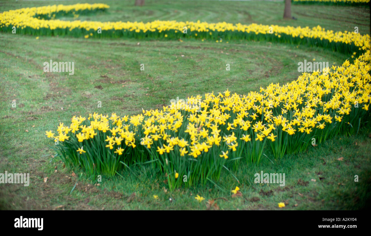 decorative curving line line of daffodils on suburban green nr Kingston ...
